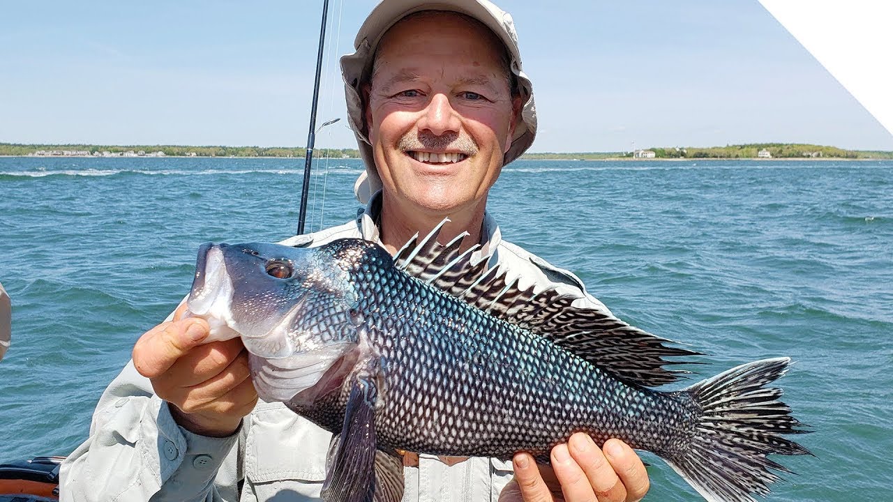 Buzzards Bay sea bass