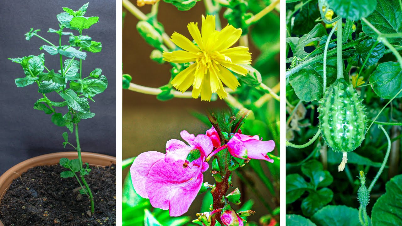 697 Days Plant Growing Time Lapse Compliation