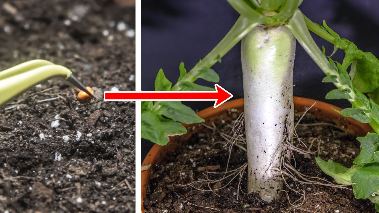 Daikon radish growing from seed time lapse (60 days)