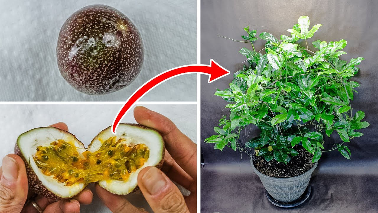 Growing passion fruit plant time lapse - seed to vine (100 days)