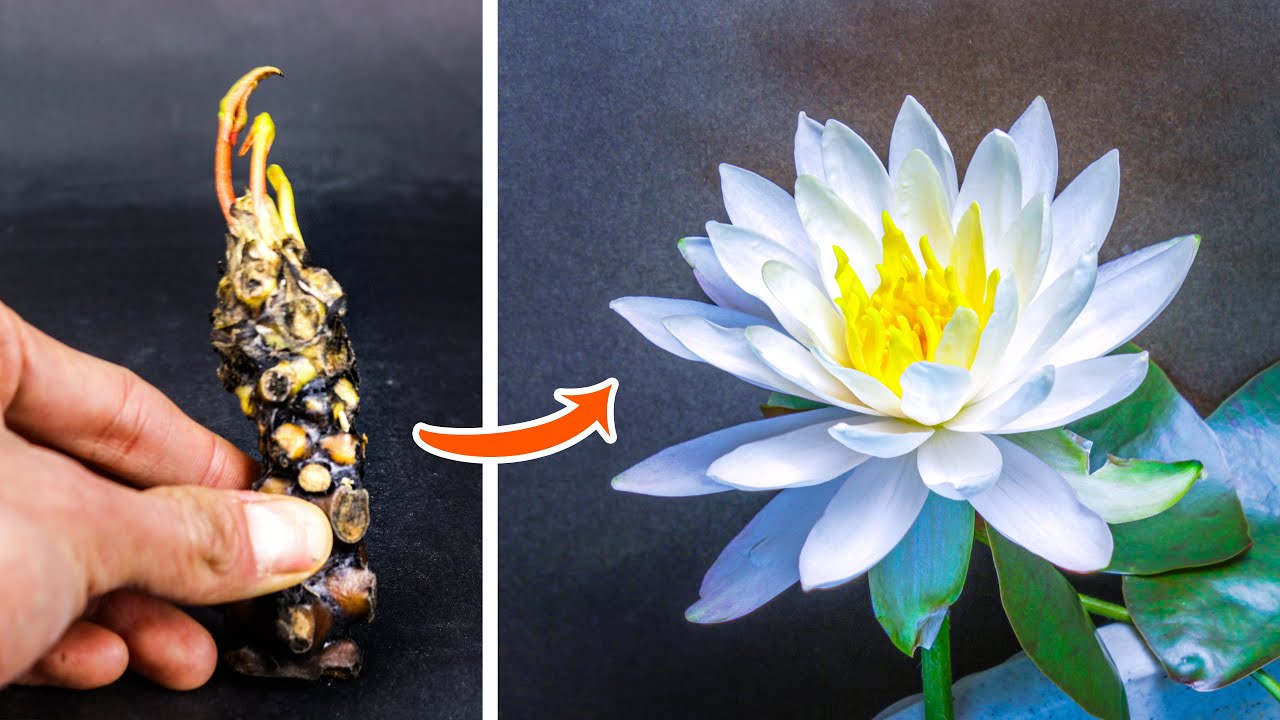 Growing white water lily flower time lapse (88 days)