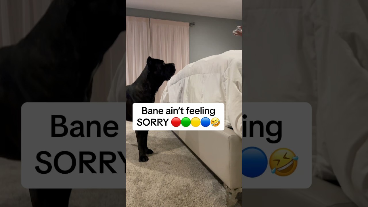 Dog still has a lot to learn about his culture