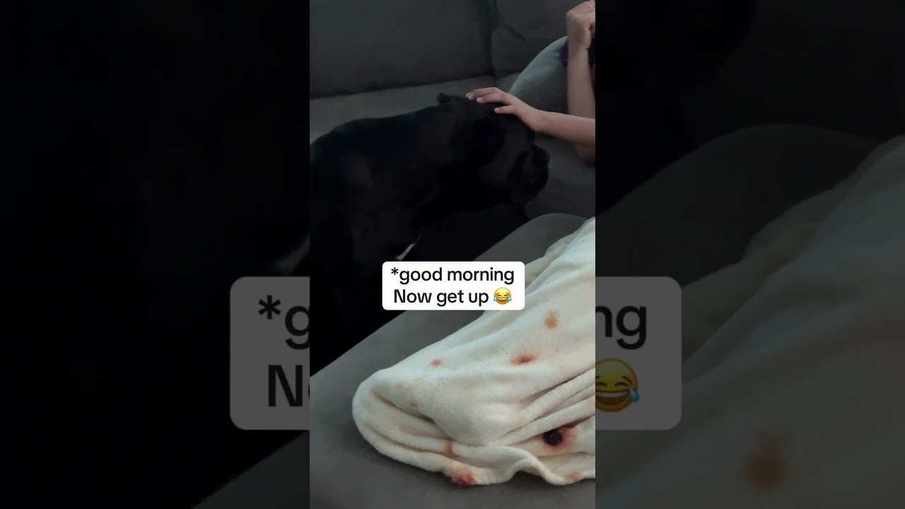Funny dog starts the day by disturbing everyone’s sleep