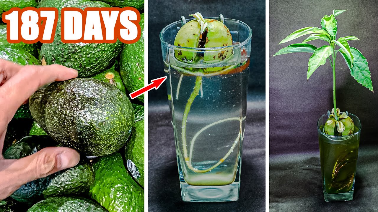 Avocado seed to plant: 187-day time-lapse of growth & germination