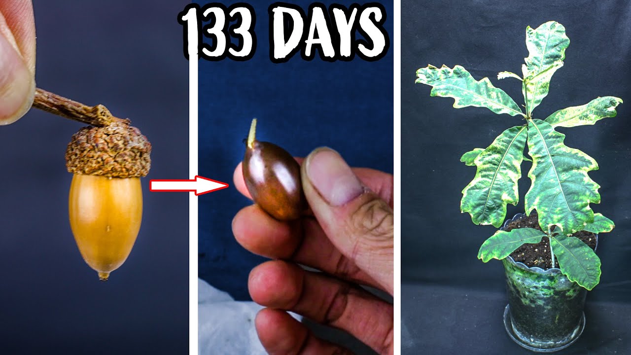 Growing oak tree from acorn seed time lapse (133 days)