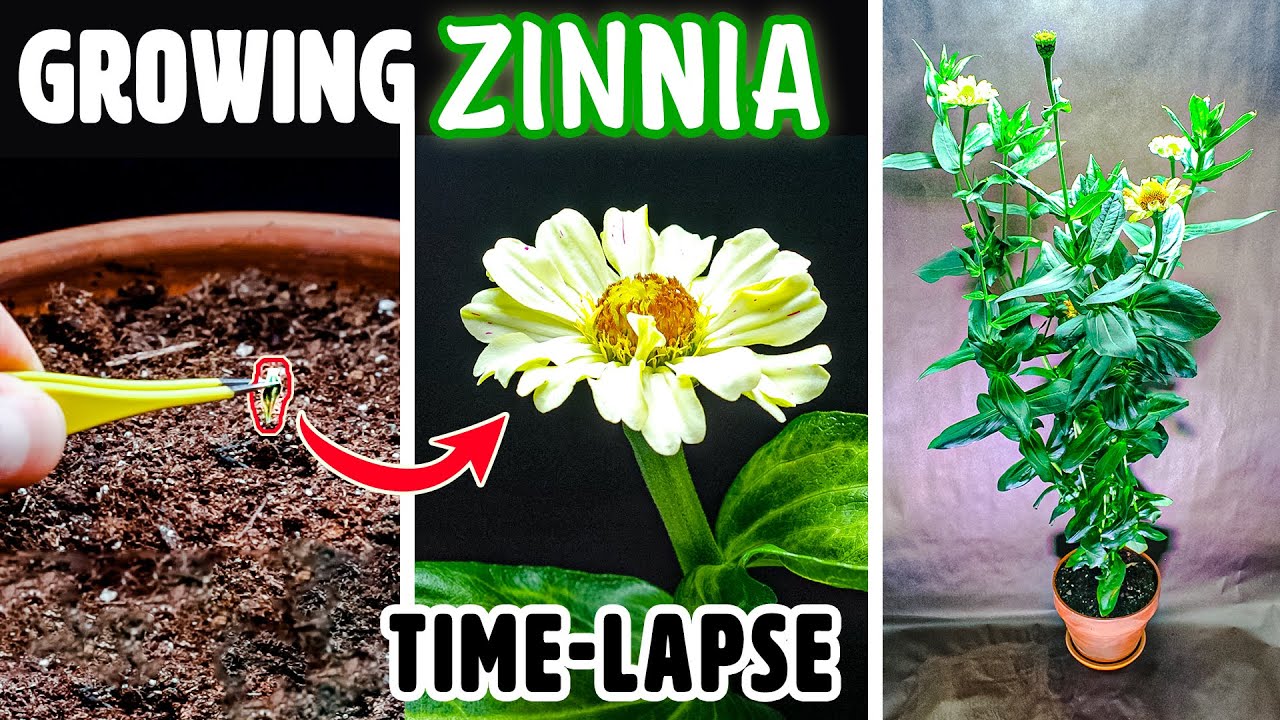 Zinnia flower growing from seed to blooms (70 days time lapse)