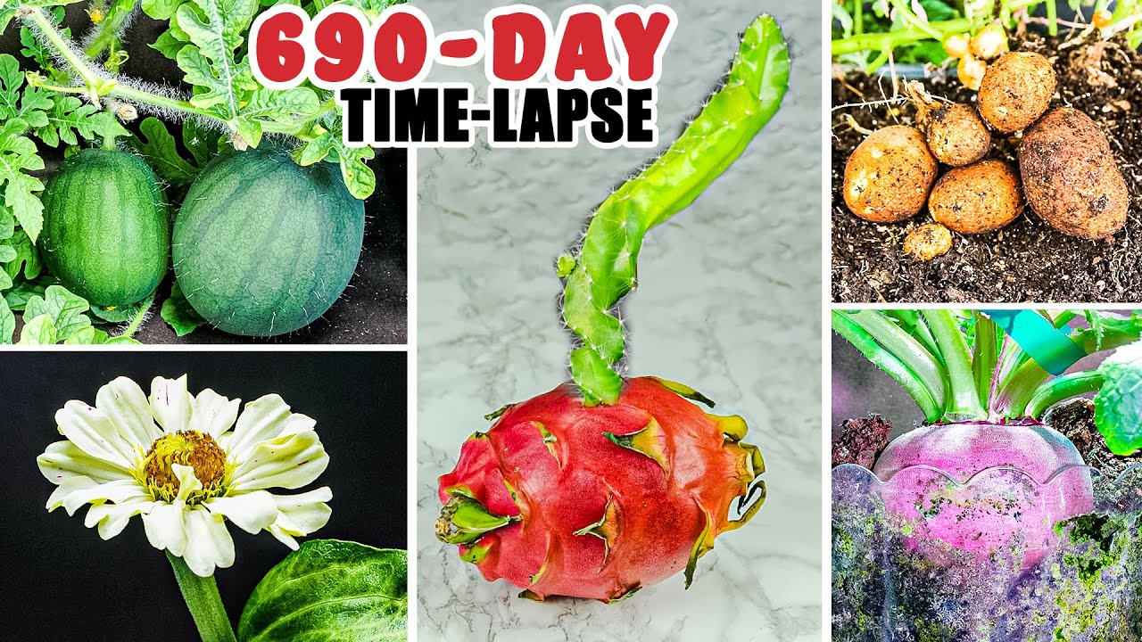 Plant growing time lapse compilation (690 days in 9 minutes)
