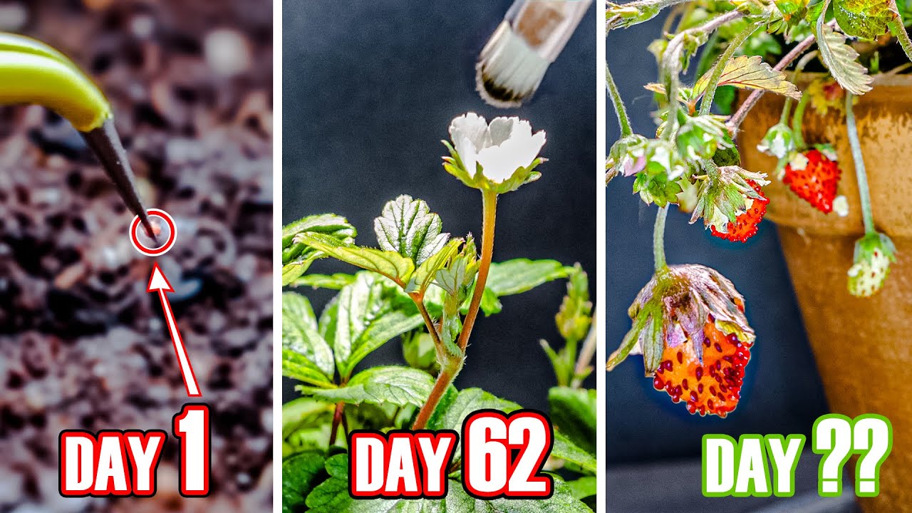 Strawberry plant growing time lapse - seed to fruit (95 days)