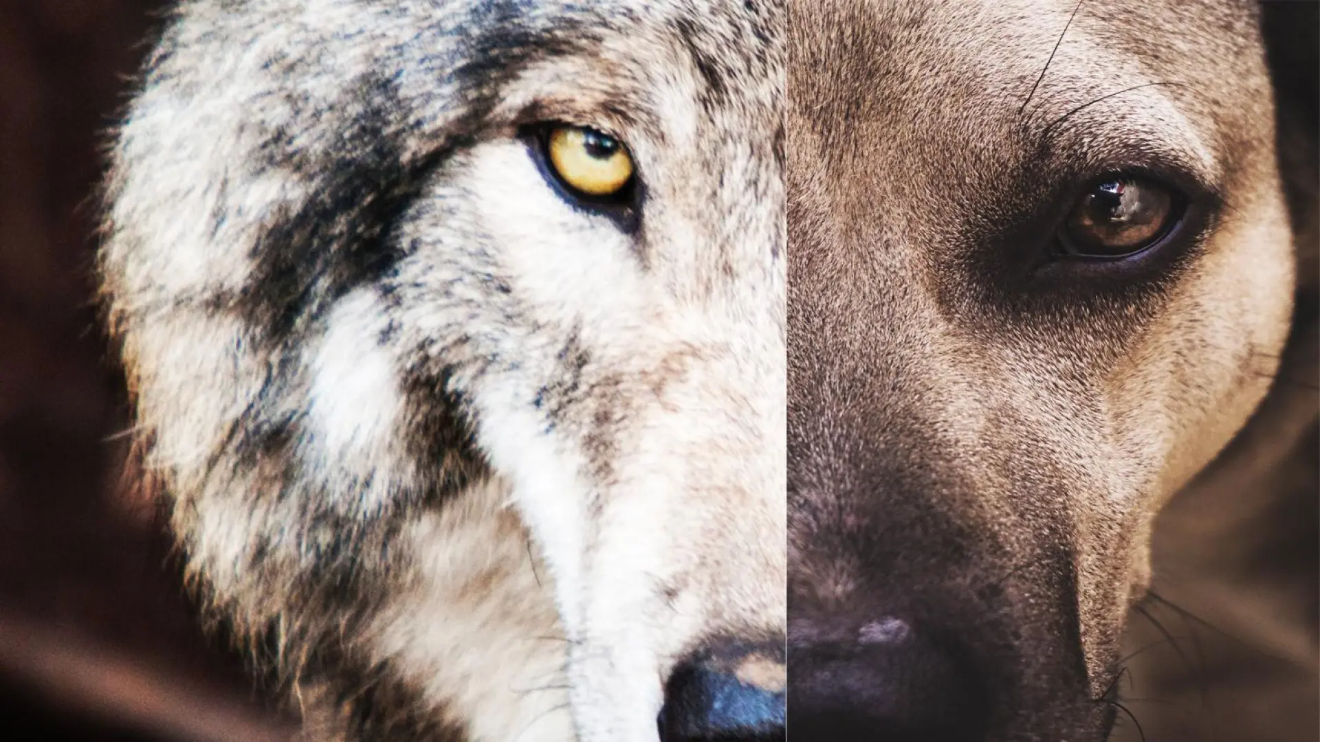 Un estudio confirma que la mayoría de los perros, incluso los chihuahuas, tienen algo de lobo en ...