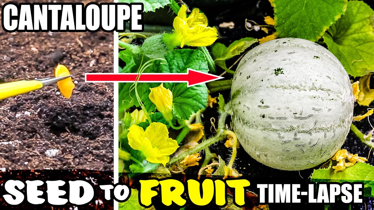 Growing cantaloupe plant from seed to melon (101 days time lapse)