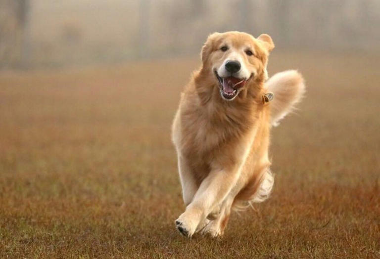 Golden retriever owners may have more in common with their dogs than ...