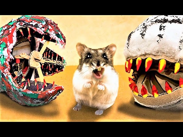 I built a crazy hamster maze with traps and obstacles