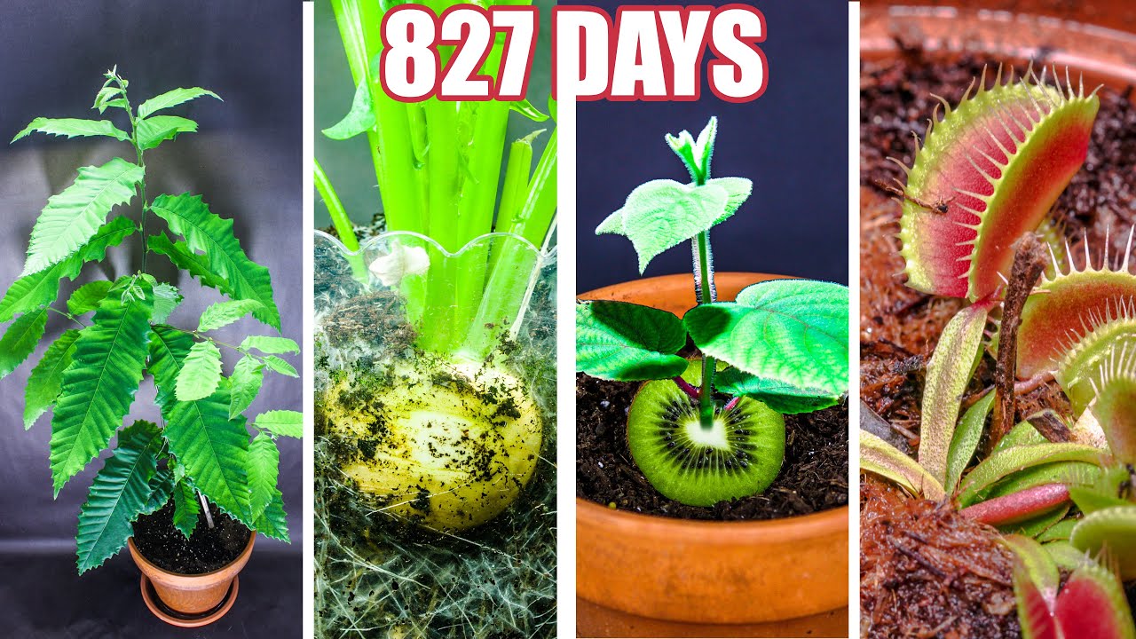Plant growing time lapse compilation (827 days in 8 minutes)