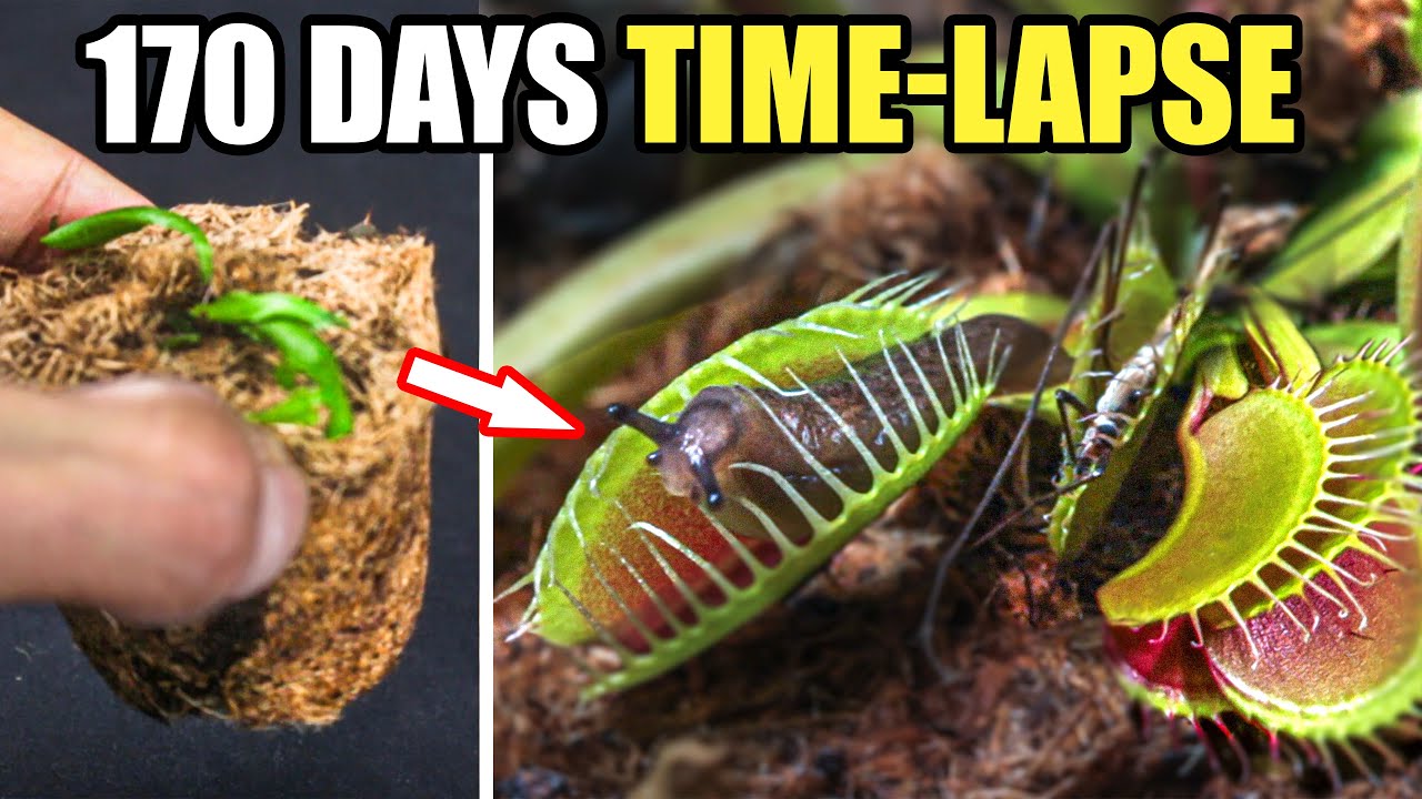 Venus fly trap restoration time lapse (170 days)