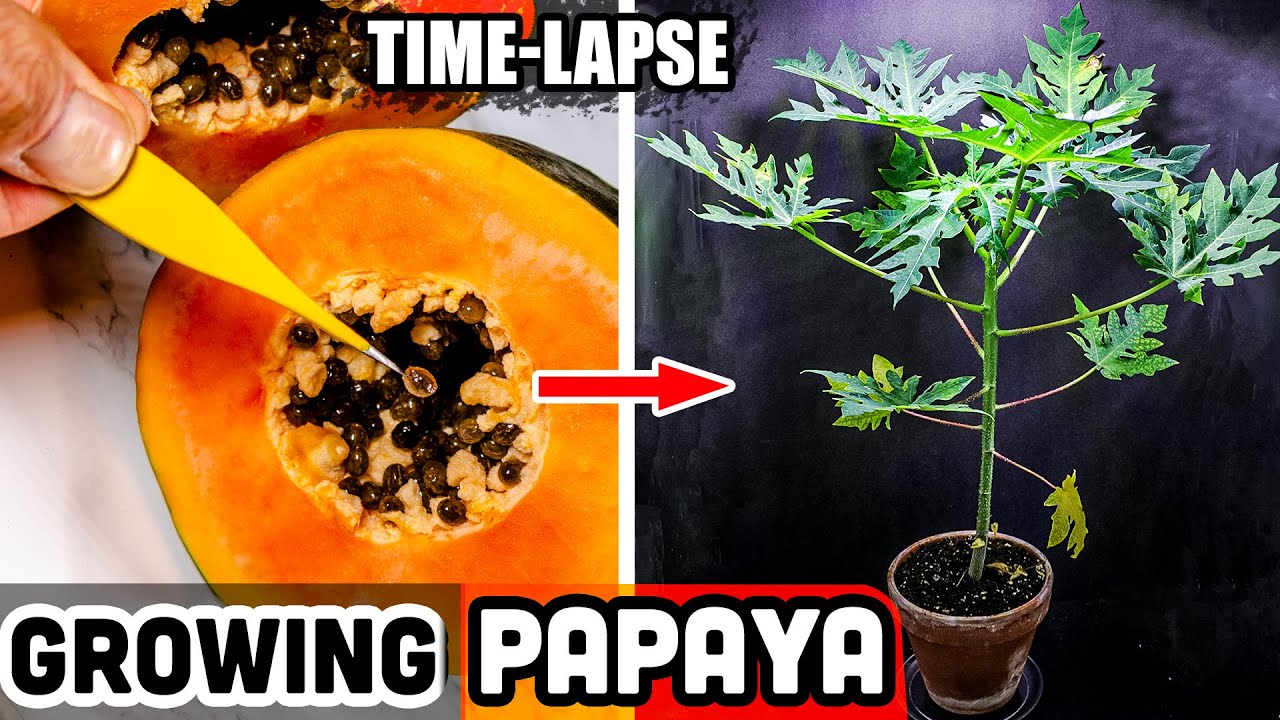 Growing papaya tree from seed (62 days time lapse)