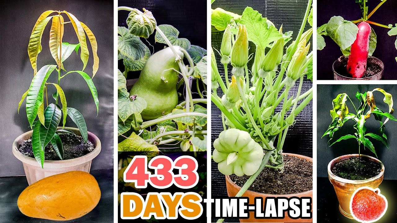 Best growing plant time-lapses of 2021