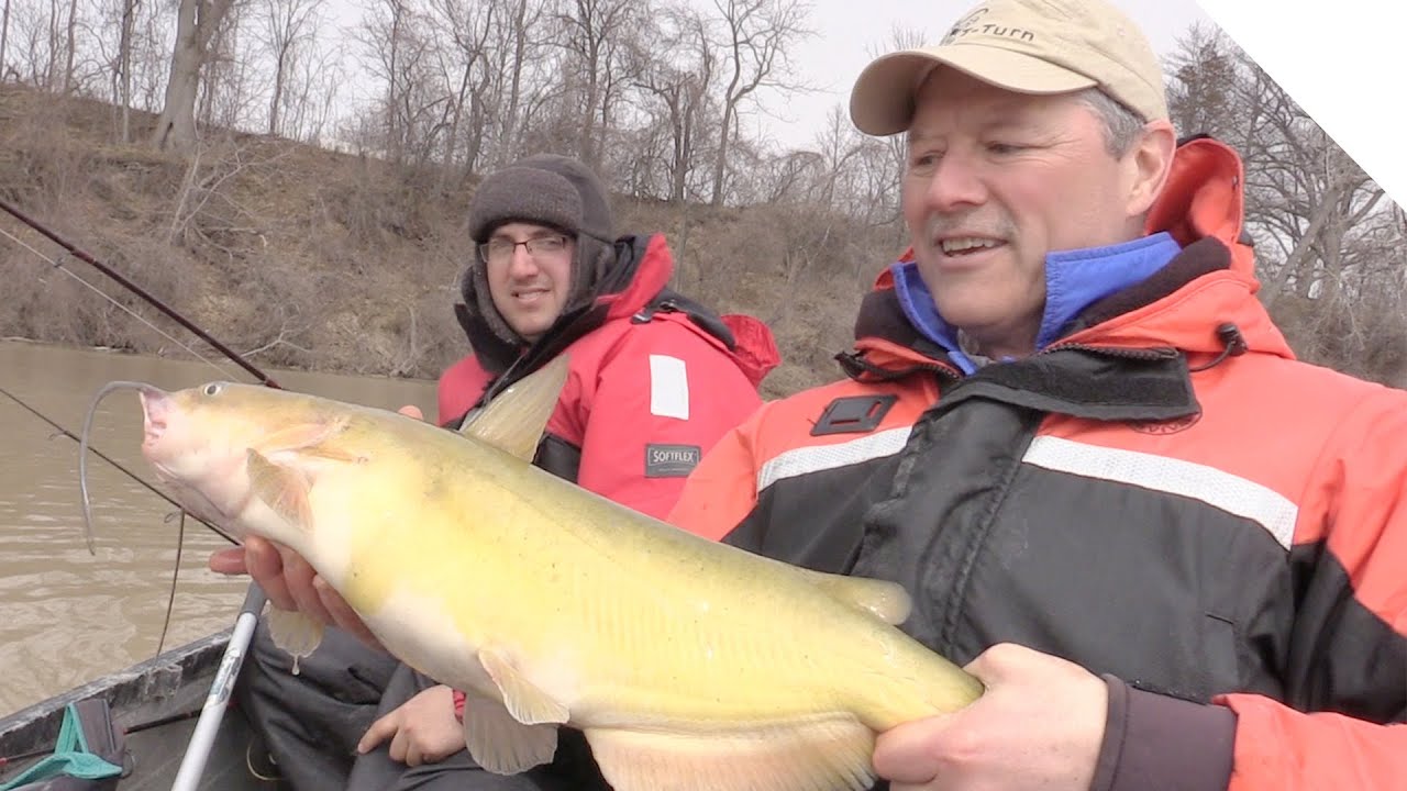 Early season huge catfish using pre-tied rigs and fresh cut bait