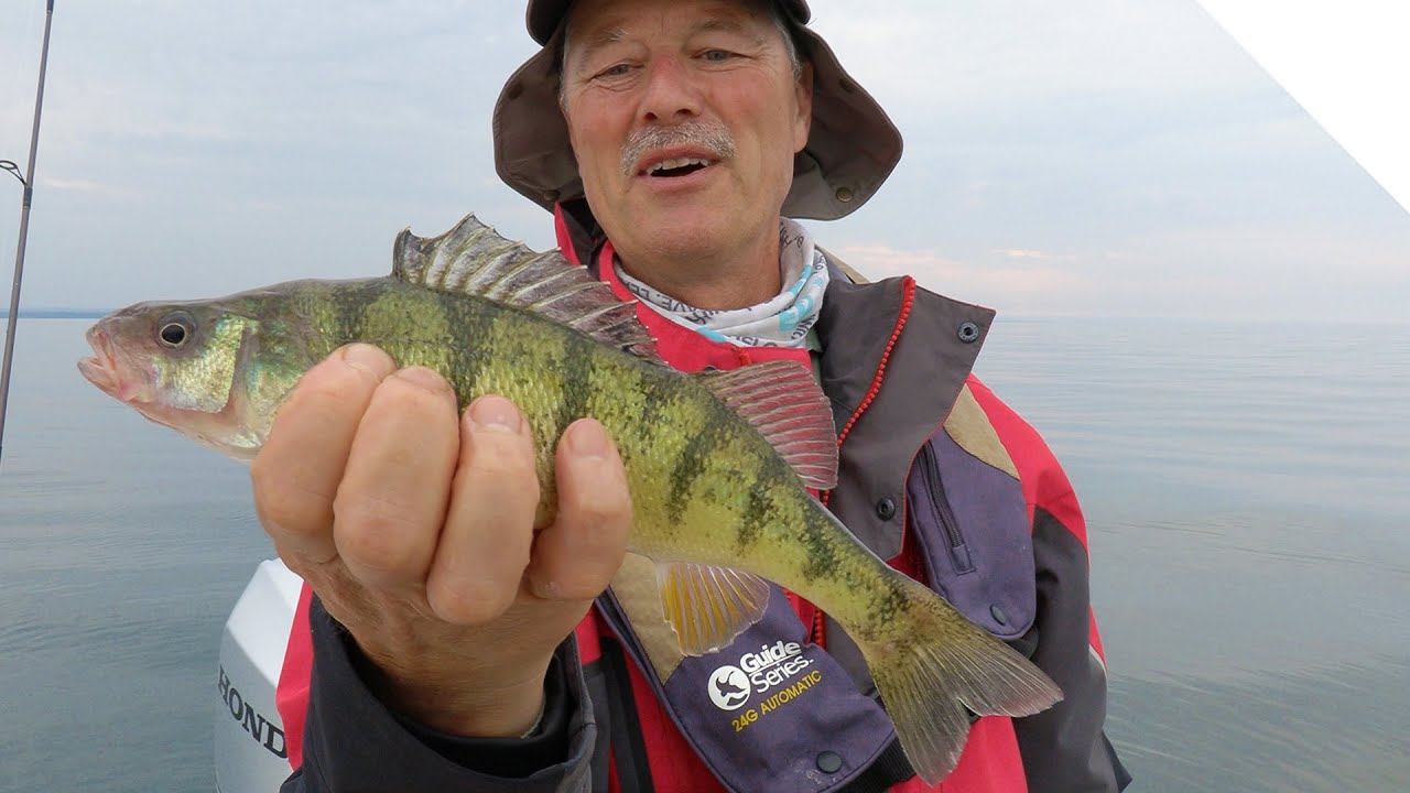 Stingnose jigging spoon catching a variety of fish!
