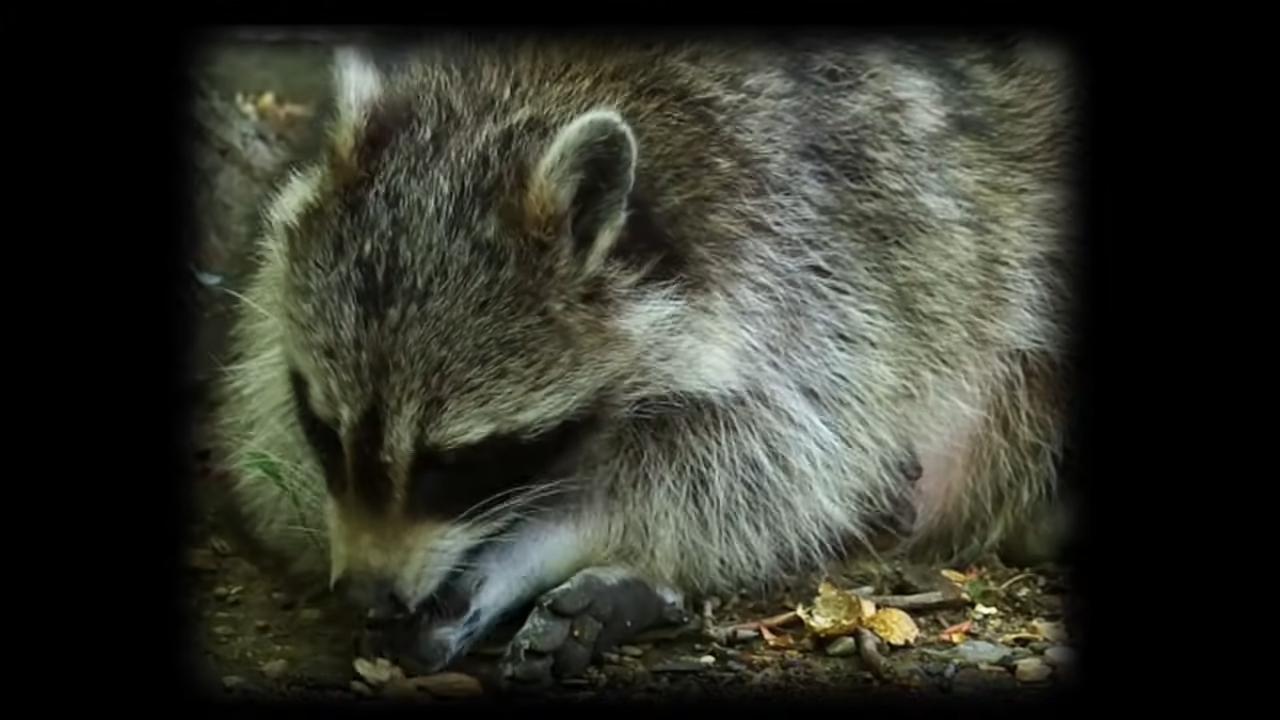 The secret strength raccoons use to outsmart predators and humans