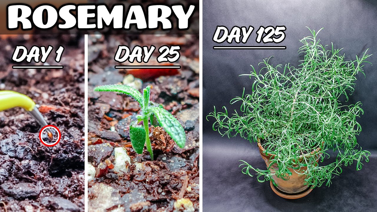 Growing rosemary plant from seed (125 days time lapse)