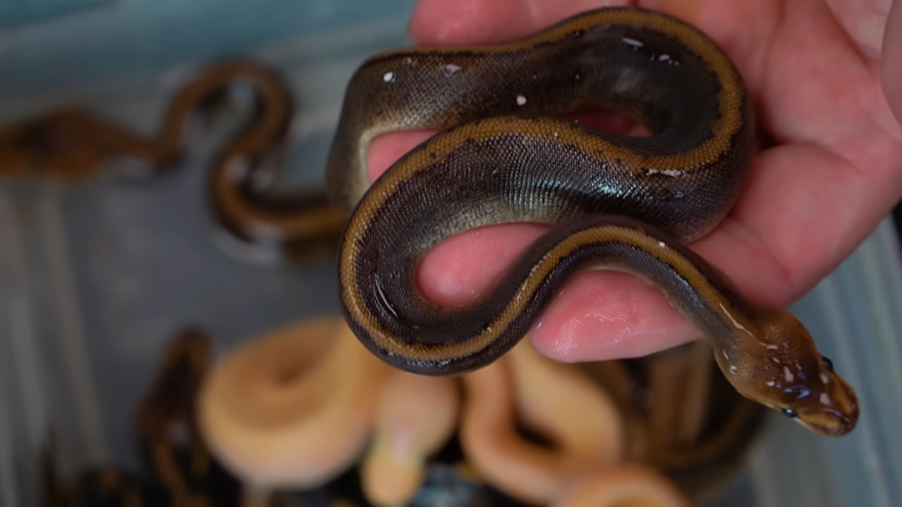 What unfolded after a giant snake threw the ceremonial first pitch