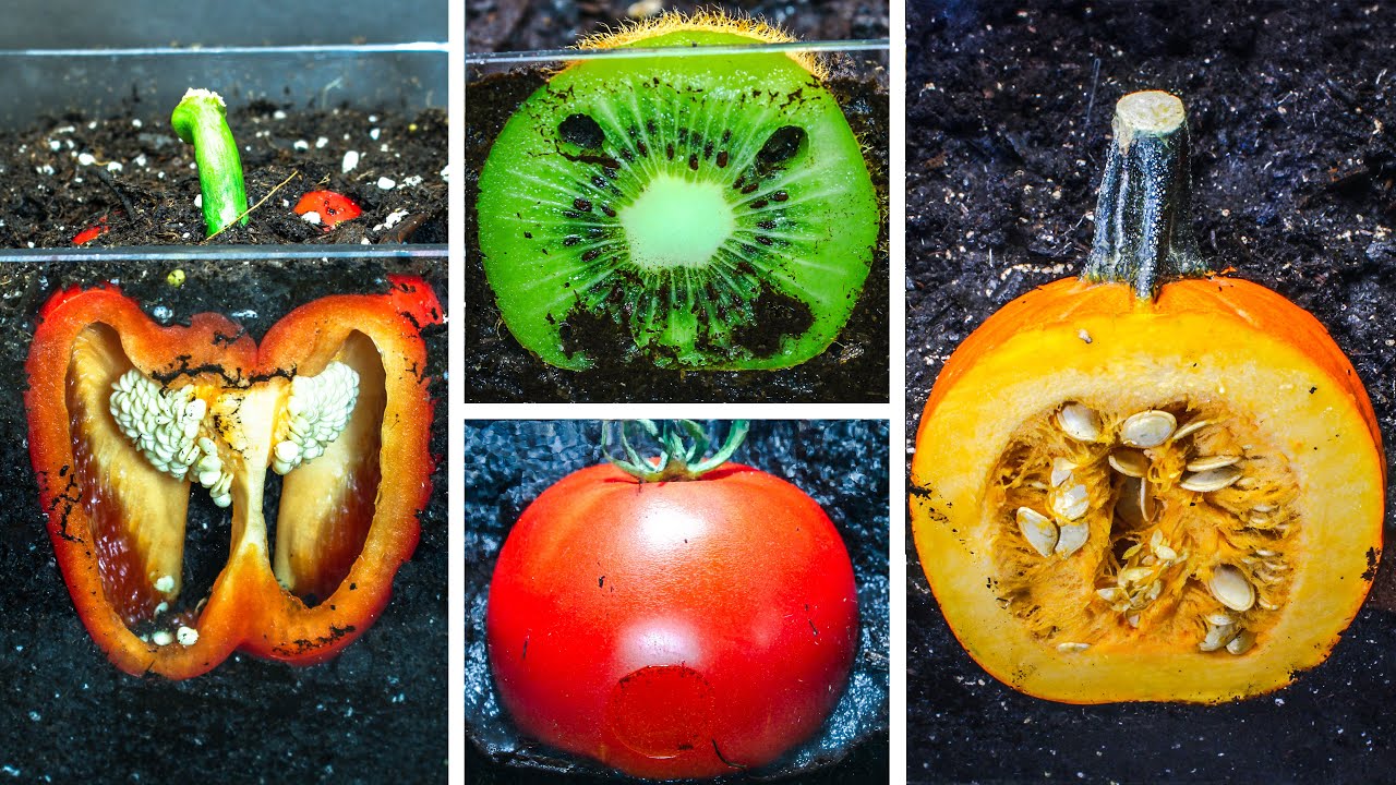 Watch seeds sprout from rotting fruits: stunning under-soil time-lapses