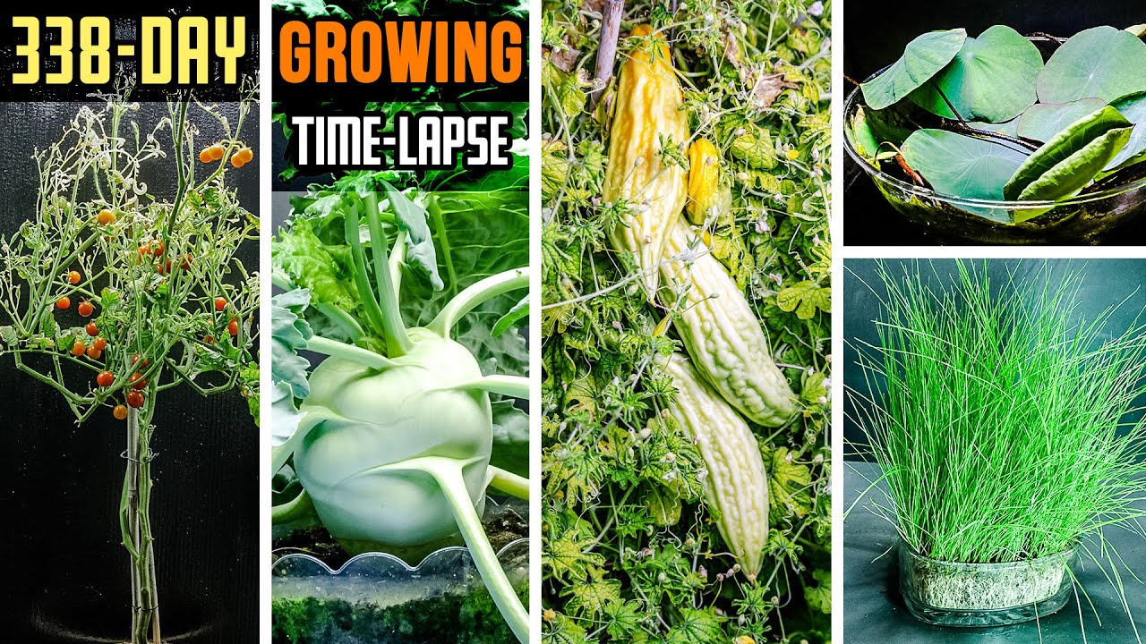 338 days of amazing plant growth: Stunning time-lapse compilation + 66 ...