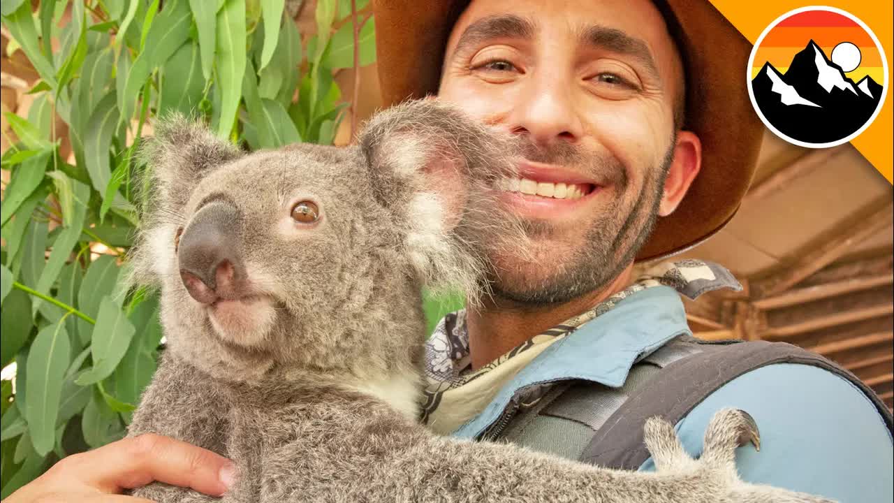 Coyote Peterson gets the stinkiest koala hugs ever