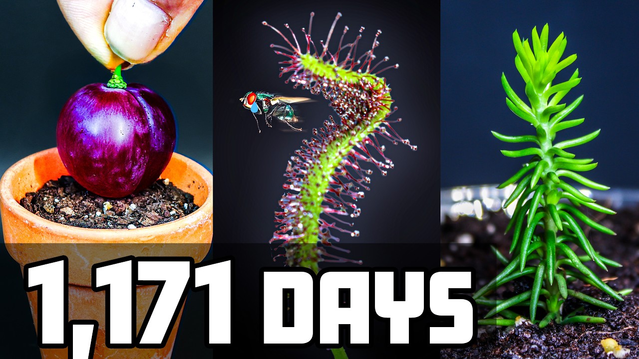 I grew these 10 plants for 1,171 days (time-lapse compilation)