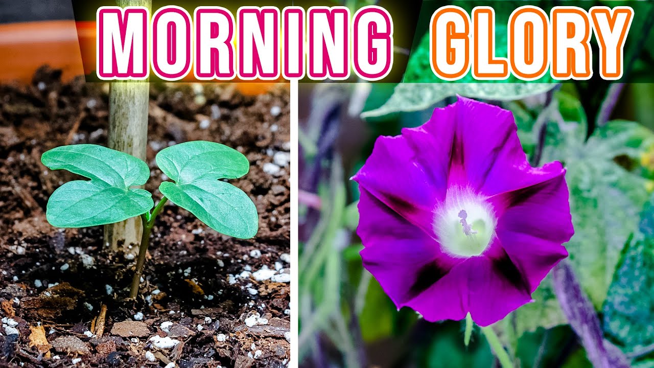 Growing morning glory plant time lapse - seed to flower (114 days)