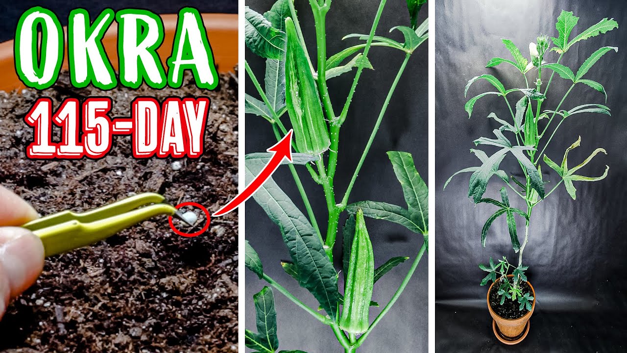 Okra plant growing time lapse - seed to pod (115 days)