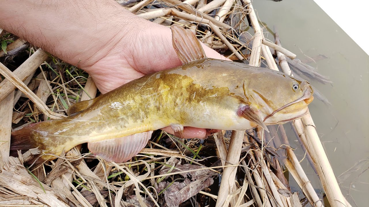 Using worms to catch bullhead catfish from shore - see the bites!