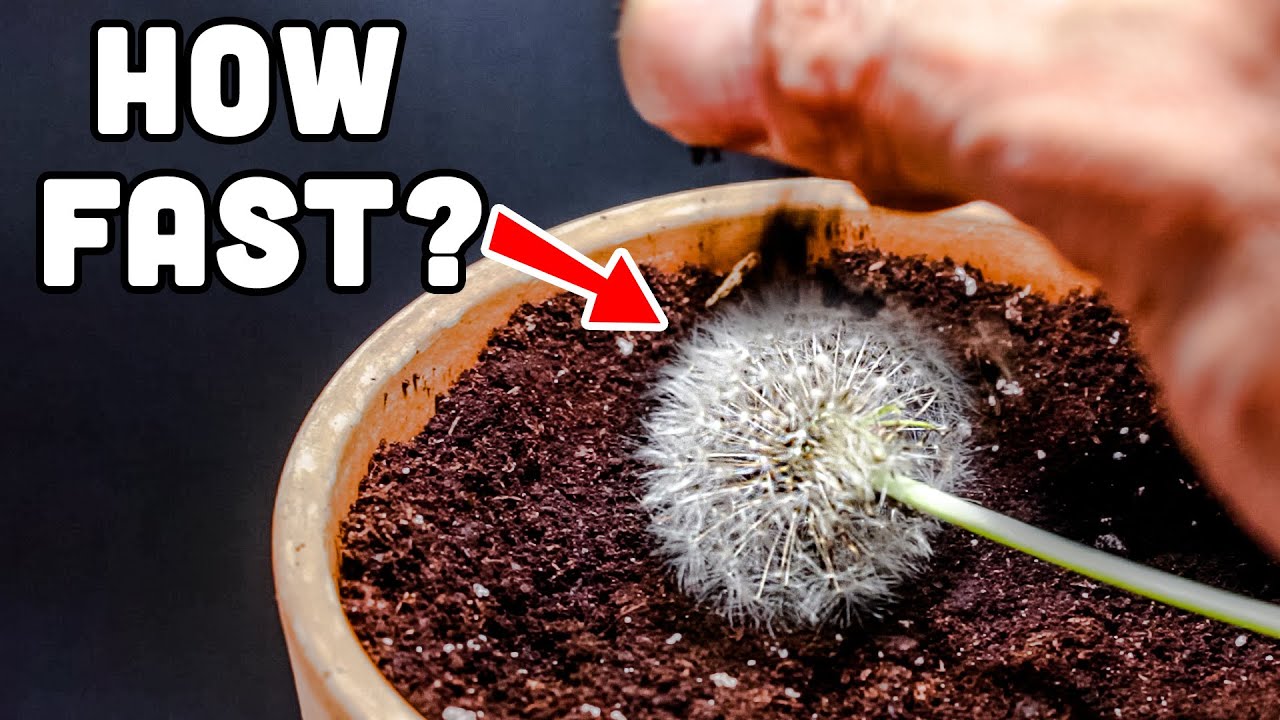 Growing dandelion from seed head (36 days time lapse)