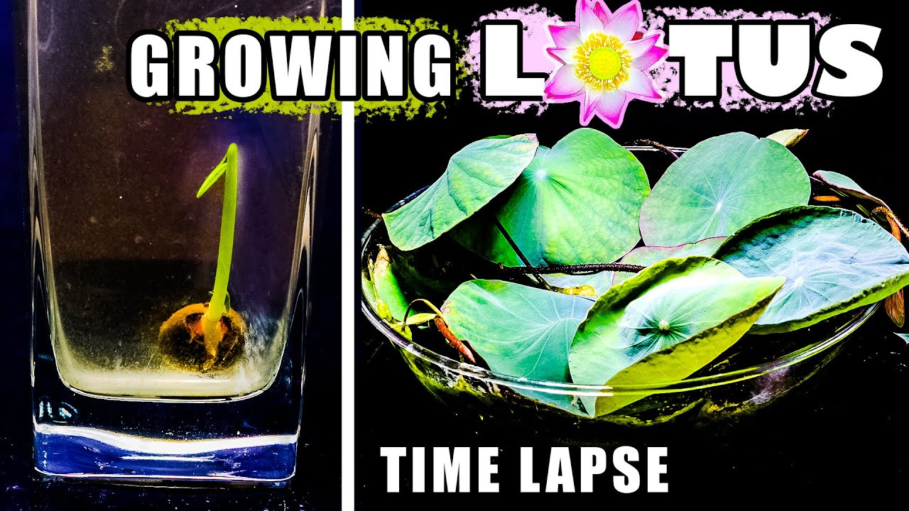 Growing lotus time lapse - seed to water plant in 50 days