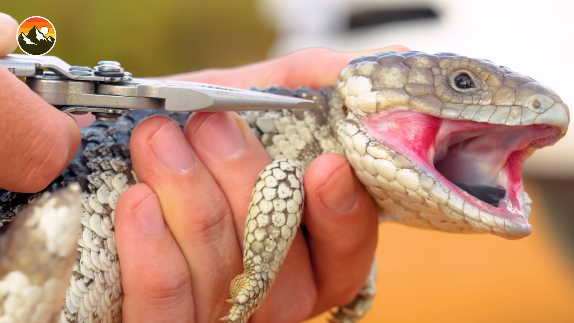 Armored lizard shows off its bite strength