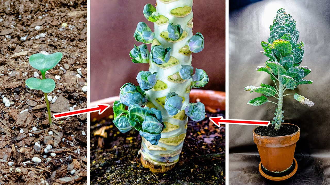 Growing Brussel Sprouts Plant From Seed Time Lapse (147 Days)