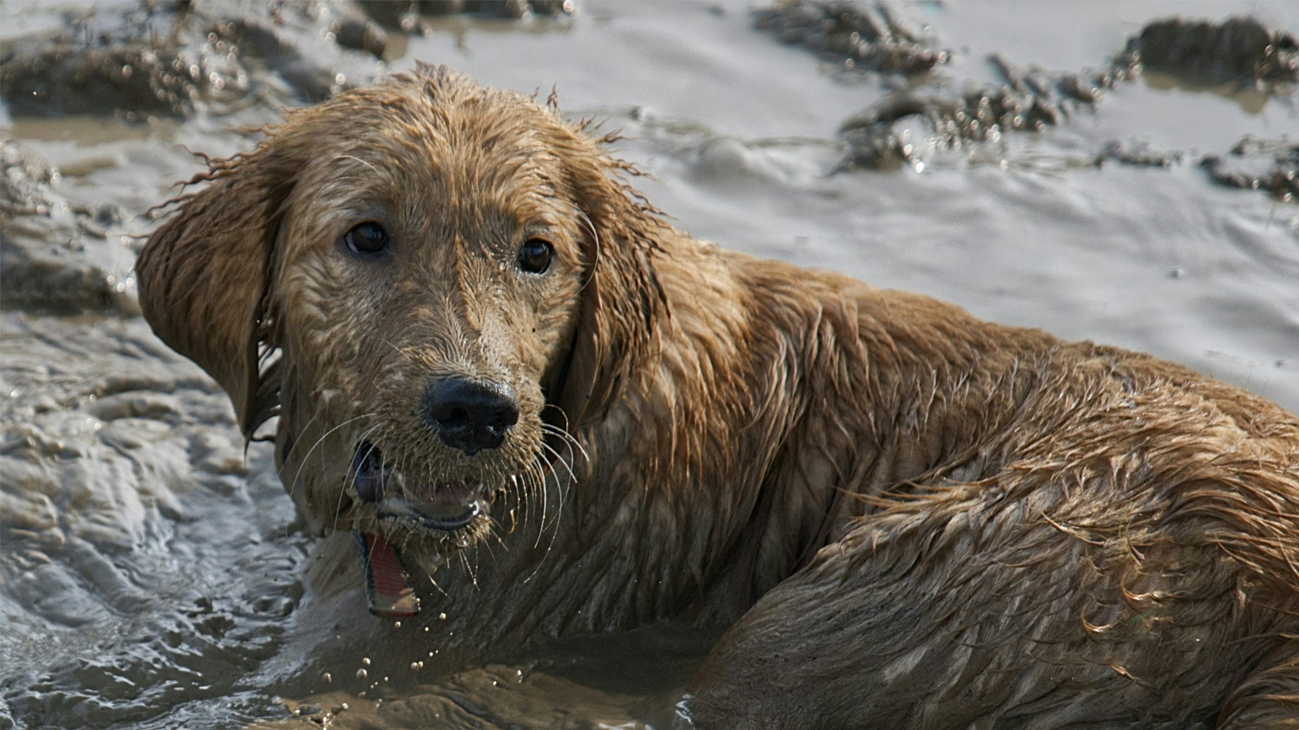 How To Clean Up A Muddy Dog