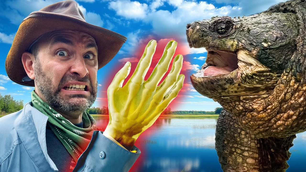 Testing the powerful bite of a snapping turtle