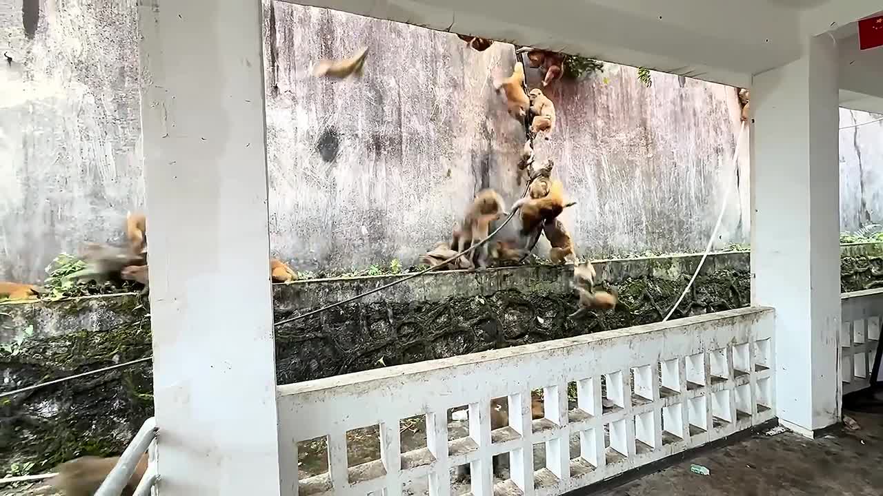 Dozens of monkeys swarm down mountain, scaring tourists in China as ...