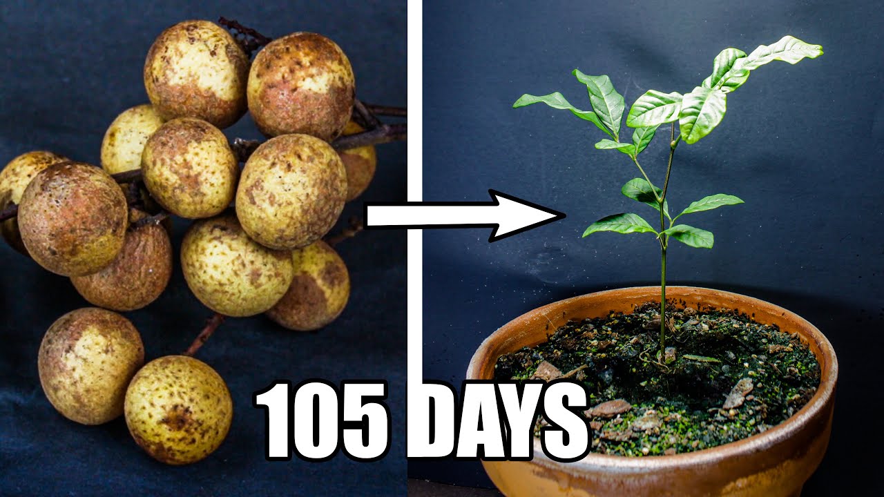 Growing longan fruit tree from seed (105 days time lapse)