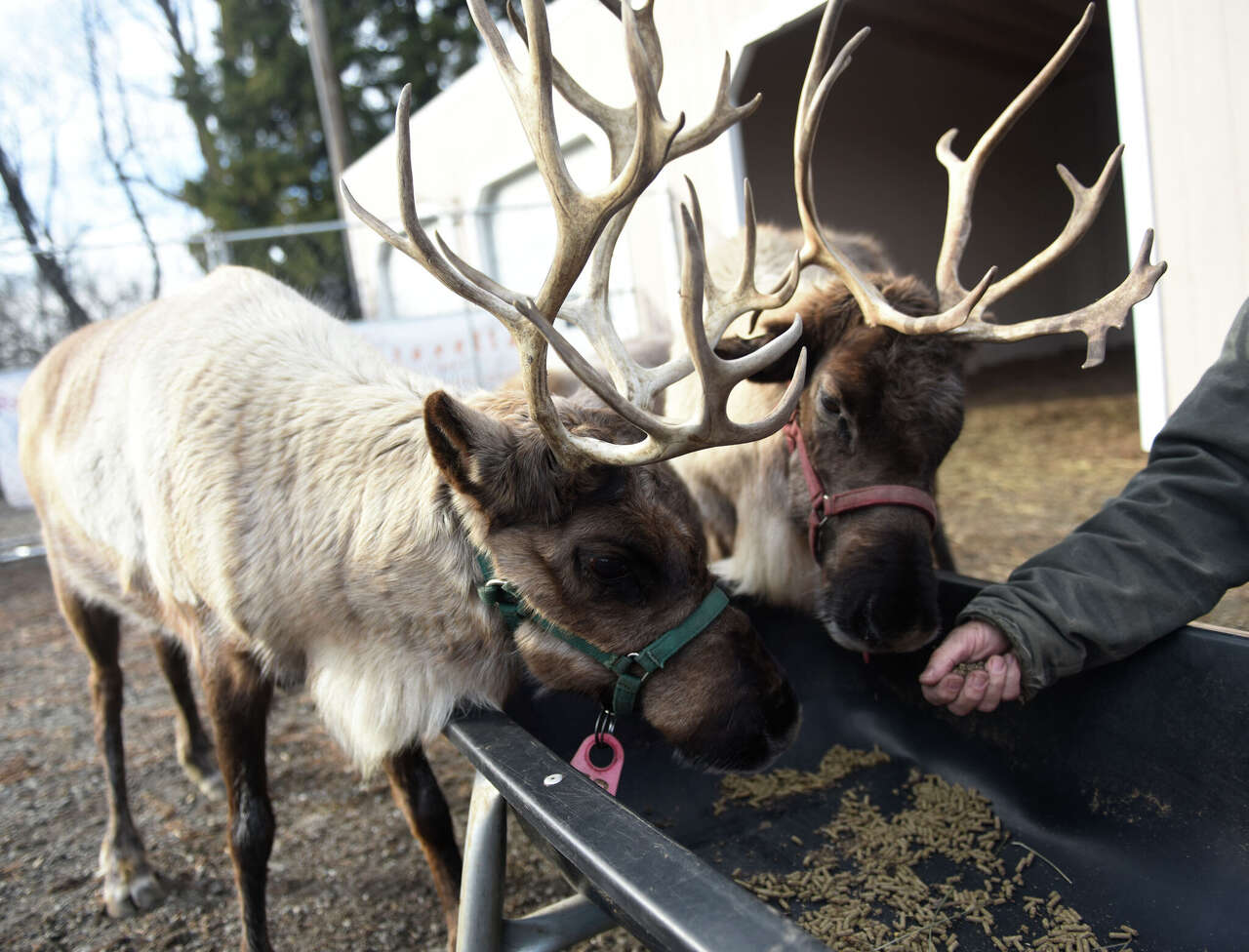 A festival for Santa's reindeer is coming to Greenwich. Here's what to know