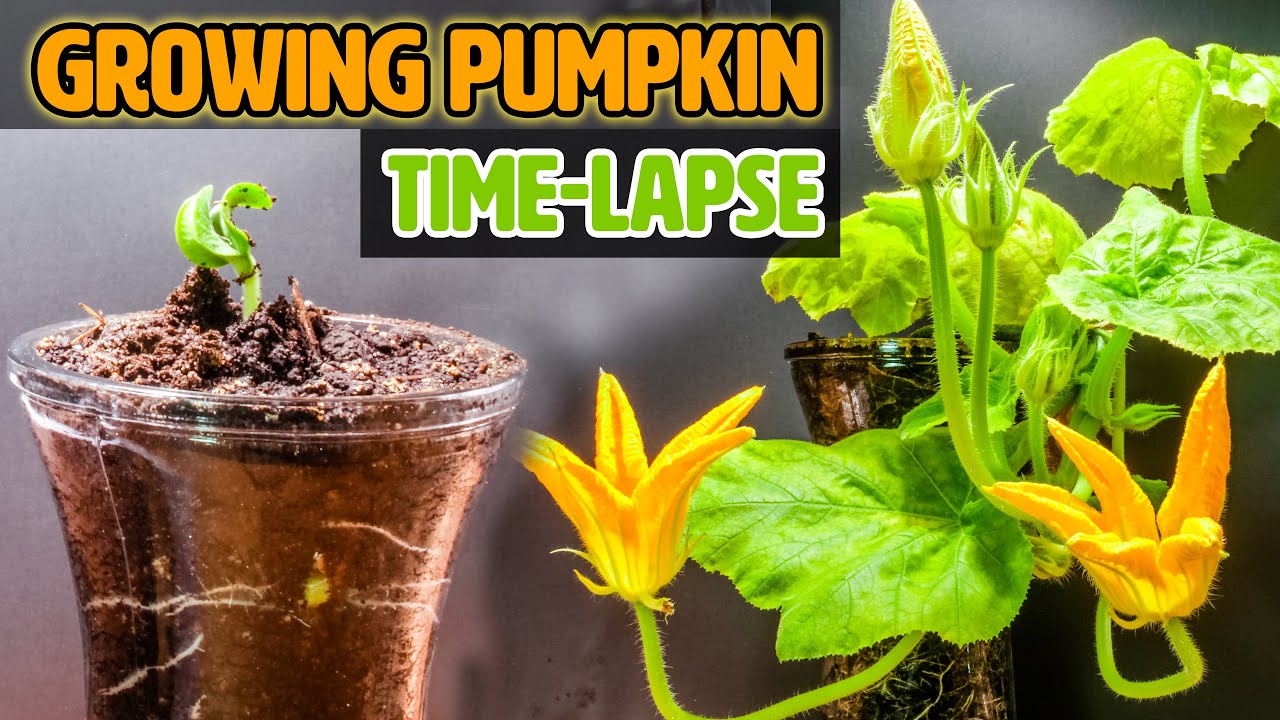 Growing pumpkin plant from seed to flowers (50-day time lapse)