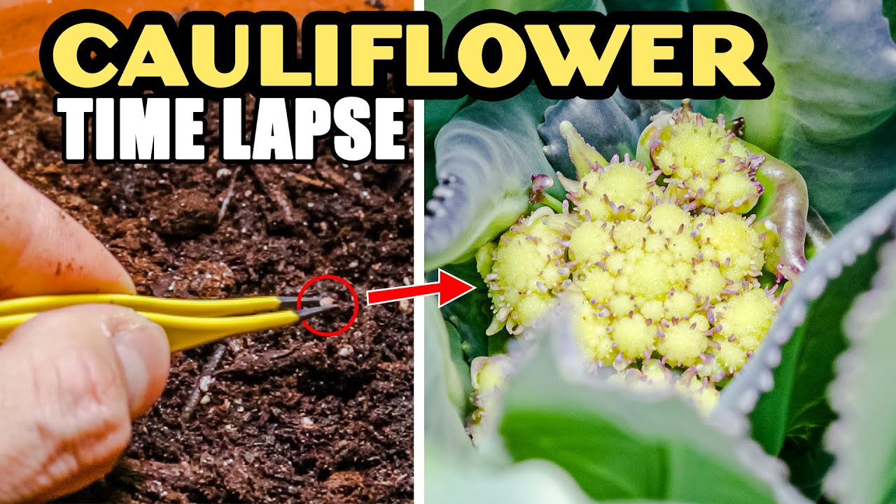 Growing cauliflower time lapse - seed to flower (130 days)