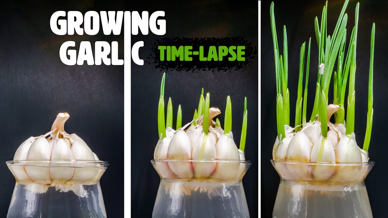Growing garlic in water (12 days time-lapse)