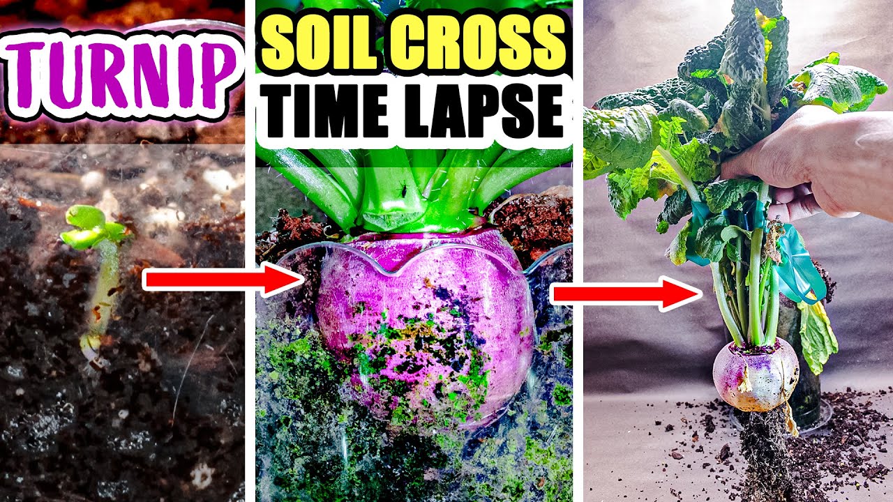 Growing turnip from seed to harvesting root (55 days time lapse)