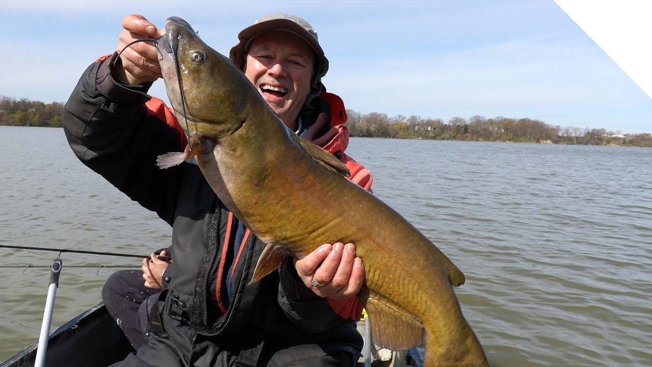 Big fight big channel catfish