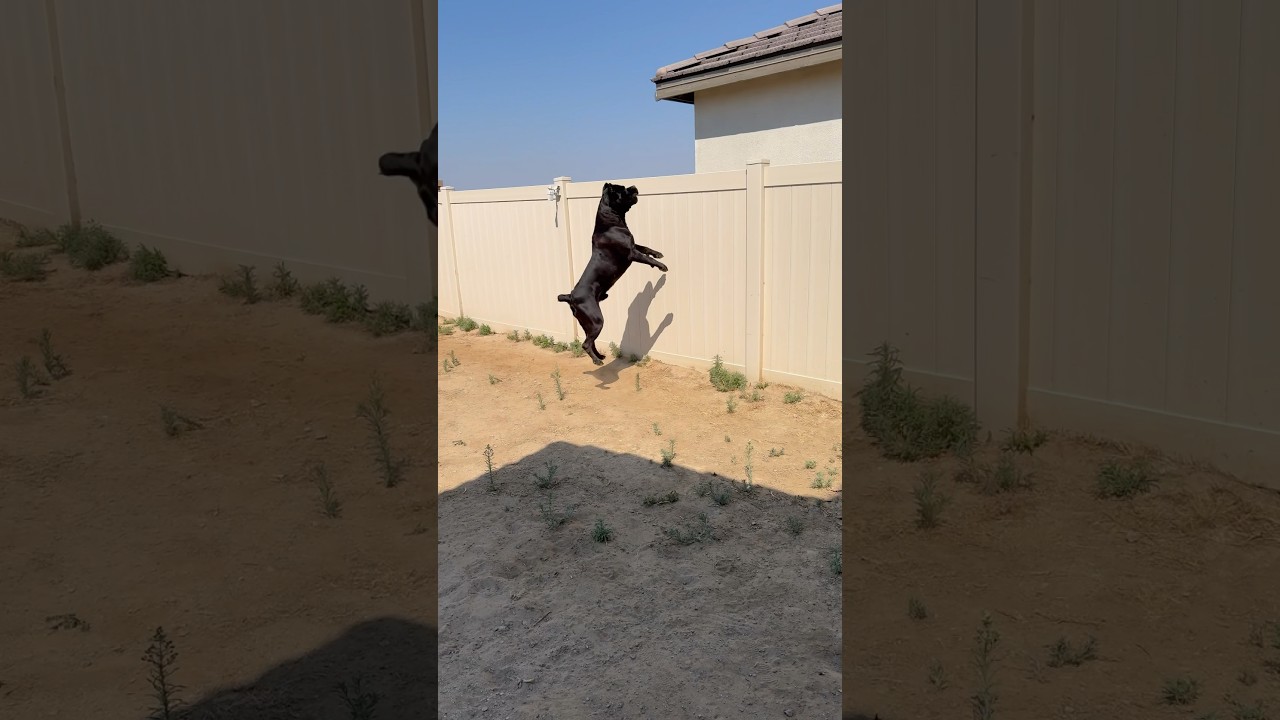 New neighbors bring dogs and chaos follows instantly