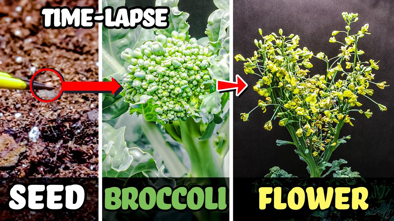 Growing broccoli from seed to flower head (100 days time lapse)