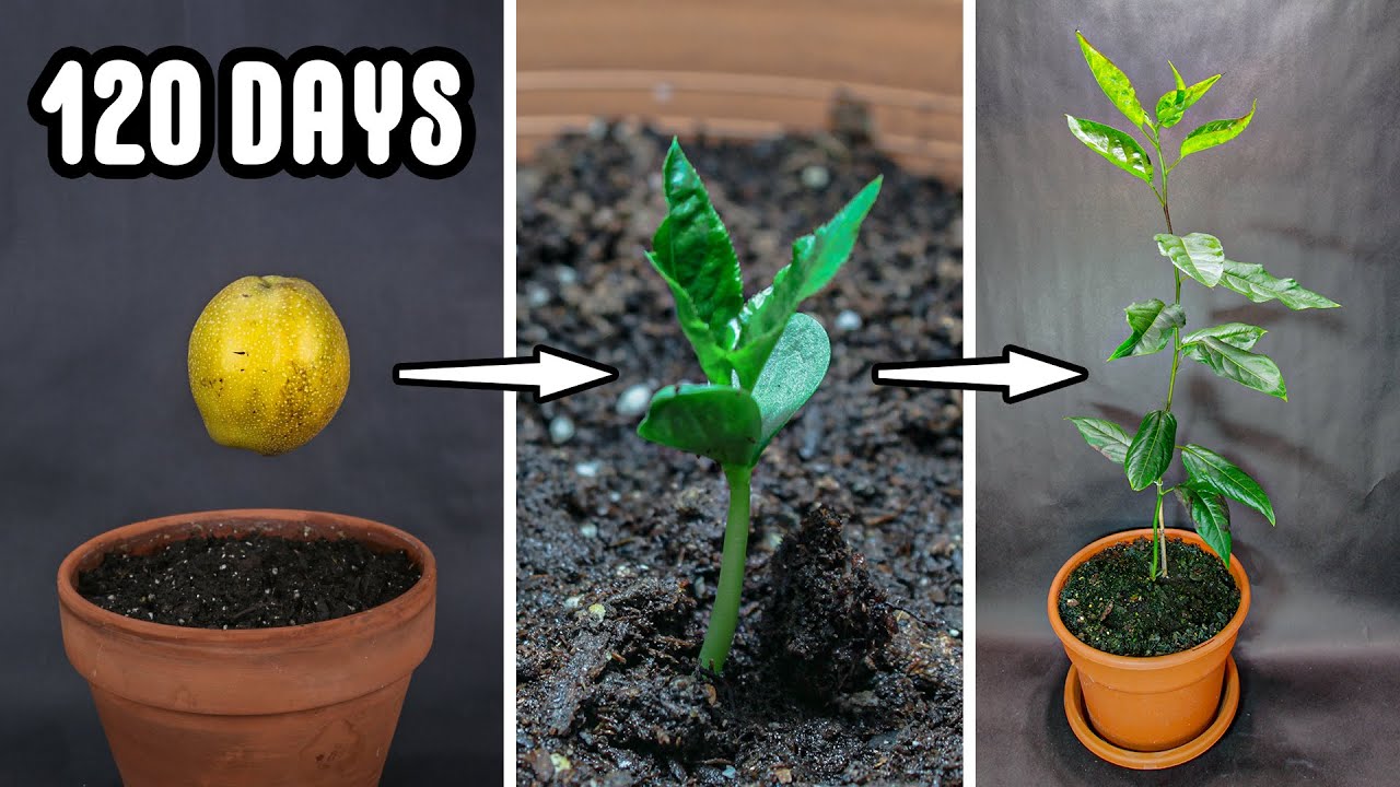 Growing pear fruit tree from seed time lapse (120 days)