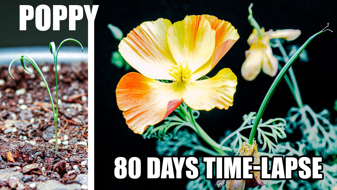 Growing poppy flower from seed (80 days time lapse)